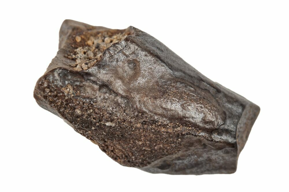 .47" Fossil Hadrosaur (Duck-Billed Dinosaur) Tooth - Montana (#204629 ...