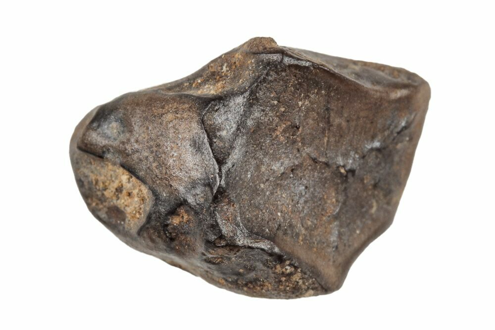 .41" Fossil Hadrosaur (Duck-Billed Dinosaur) Tooth - Montana (#204631 ...