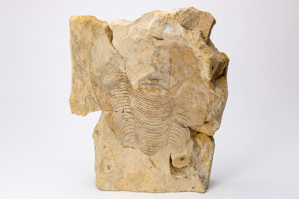 4.5" Ordovician Cephalopod (Gonioceras) Fossil - Wisconsin (#204186 ...