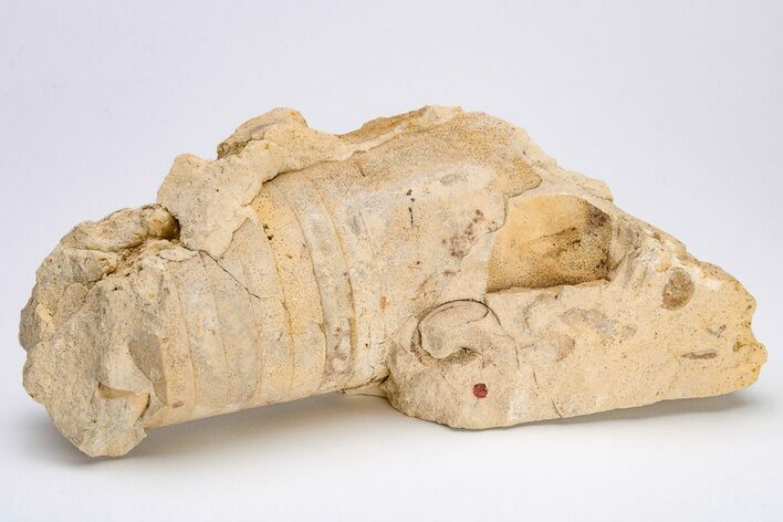 5.6" Ordovician Cephalopod (Actinoceras) Fossil - Wisconsin (#204193 ...