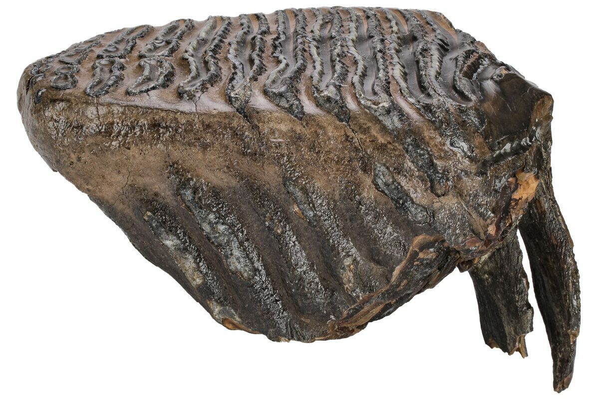 5.6" Lower Jaw, P4 Juvenile Mammoth Molar - Siberia (#206108) For Sale ...