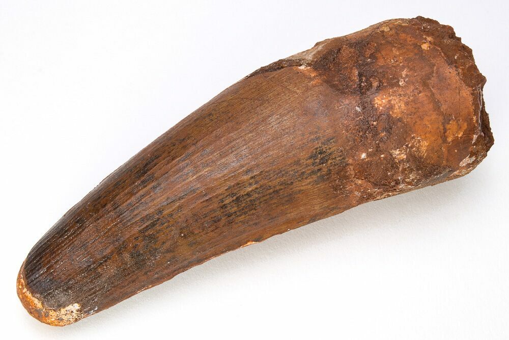 Huge, 4.16" Real Spinosaurus Tooth - Excellent Quality (#206185) For ...