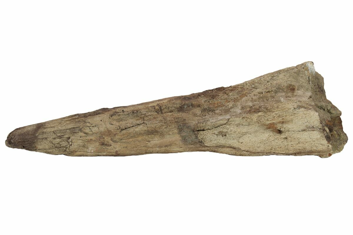 24.4" Fossil Triceratops Brow Horn - Montana (#206510) For Sale ...