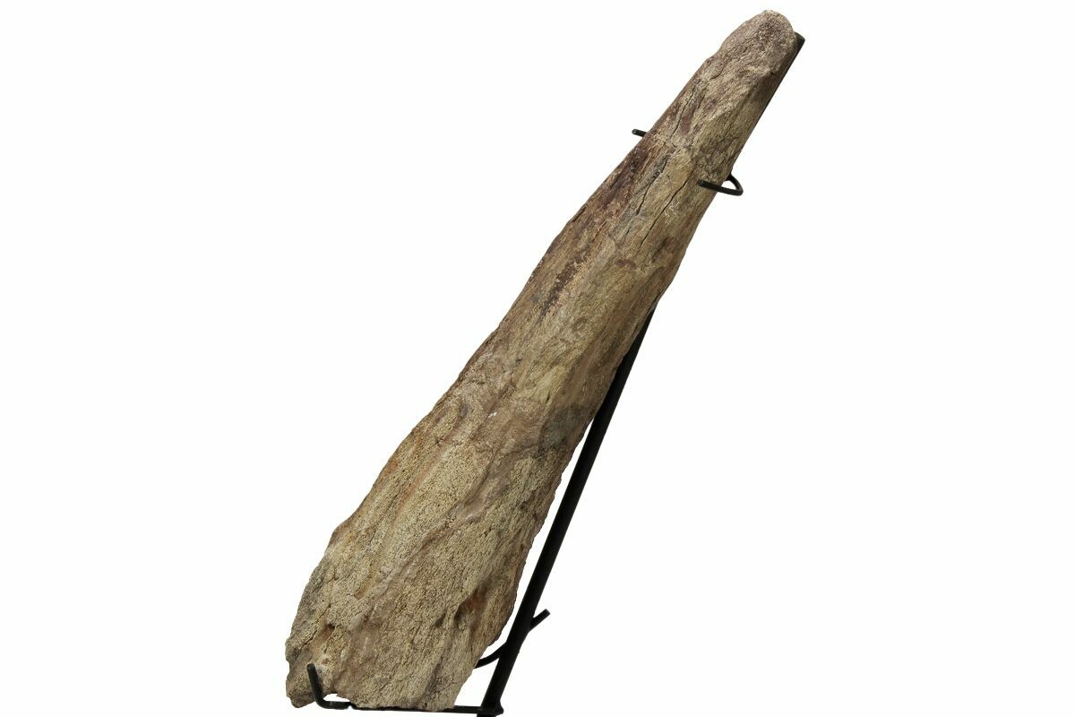 24.4" Fossil Triceratops Brow Horn - Montana (#206510) For Sale ...