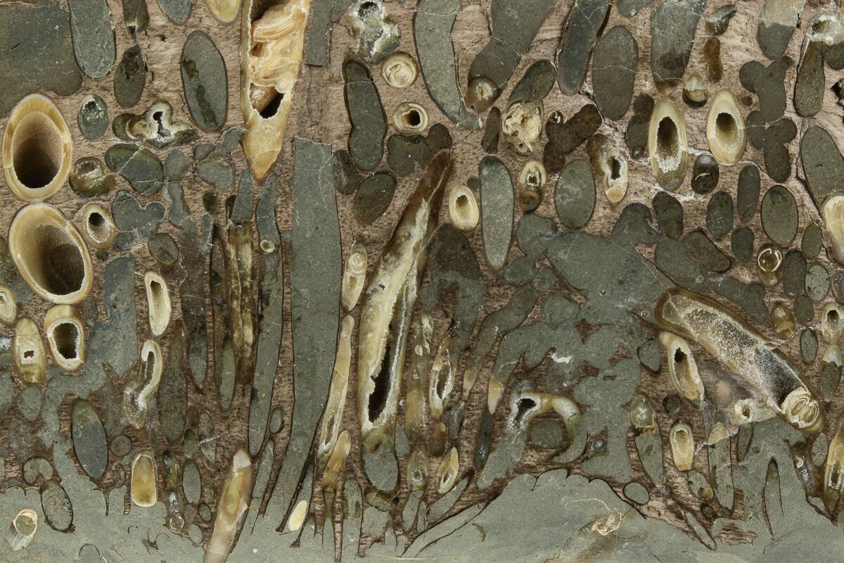 6.1" Polished Fossil Teredo (Shipworm Bored) Wood - England (#206451 ...