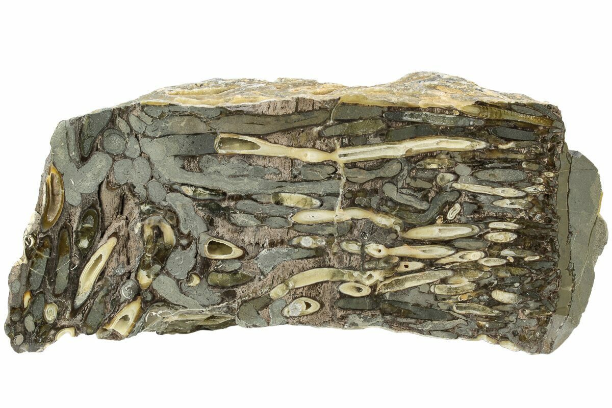 8.1" Polished Fossil Teredo (Shipworm Bored) Wood - England (#206453 ...