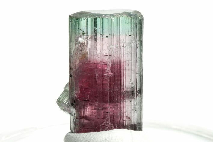 .75" Tri-Colored Elbaite Tourmaline Crystal - Aricanga Mine, Brazil ...