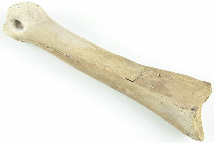 3.25" Theropod (Raptor) Finger Bone - Montana (#207047) For Sale ...