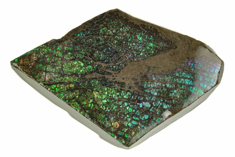 1.7" Iridescent Ammolite (Fossil Ammonite Shell) - Alberta, Canada ...