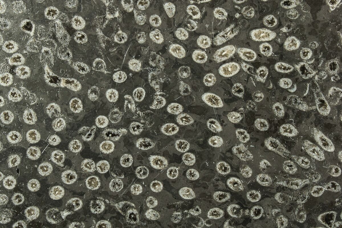 6.9" Polished Fossil Coral (Lithostrotion) - England (#207095) For Sale ...