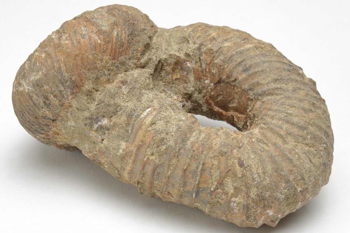 3.55" Fossil Heteromorph (Nostoceras) Ammonite - Madagascar (#207545 ...