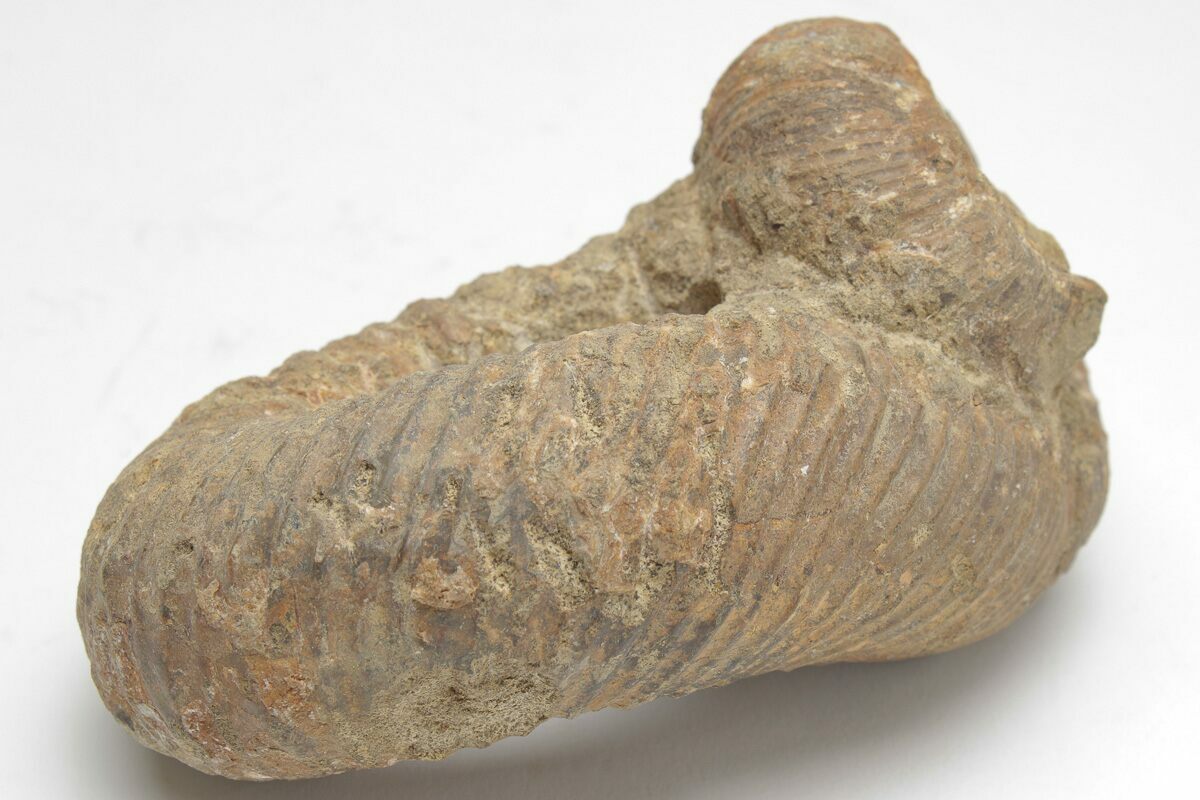 3.55" Fossil Heteromorph (Nostoceras) Ammonite - Madagascar (#207545 ...