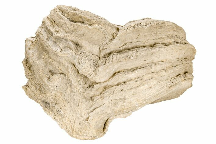 9.4" Cretaceous Rudist (Durania) - Kansas (#208173) For Sale ...