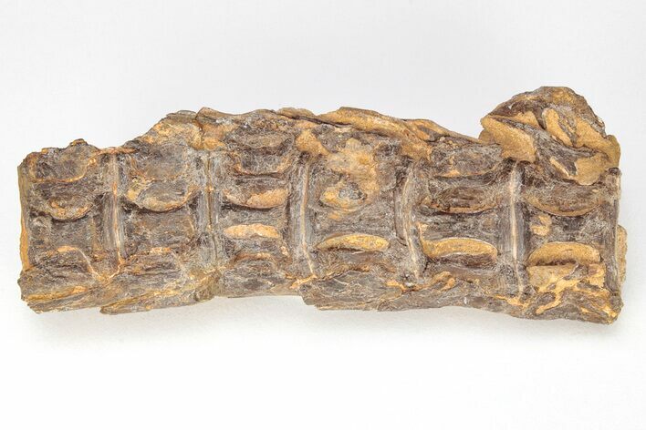 4.15" Fossil Fish (Ichthyodectes) Vertebrae - Kansas (#208292) For Sale ...