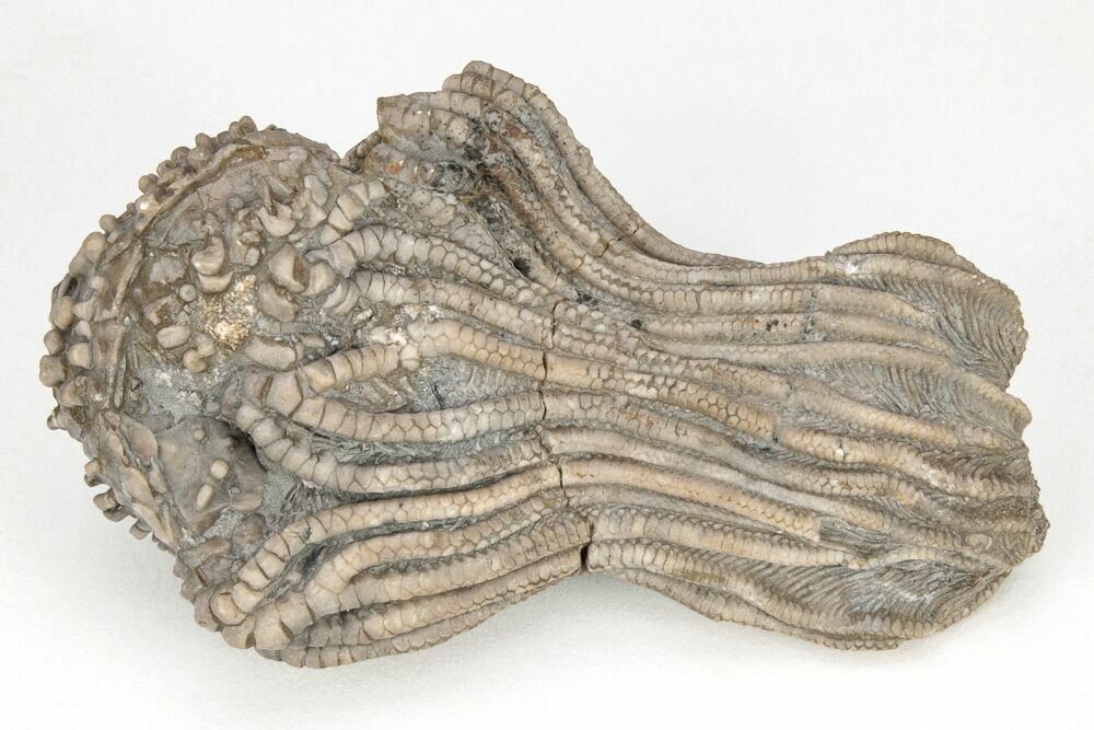 2.6" Elegantocrinus Crinoid Crown - Crawfordsville, Indiana (#208296 ...