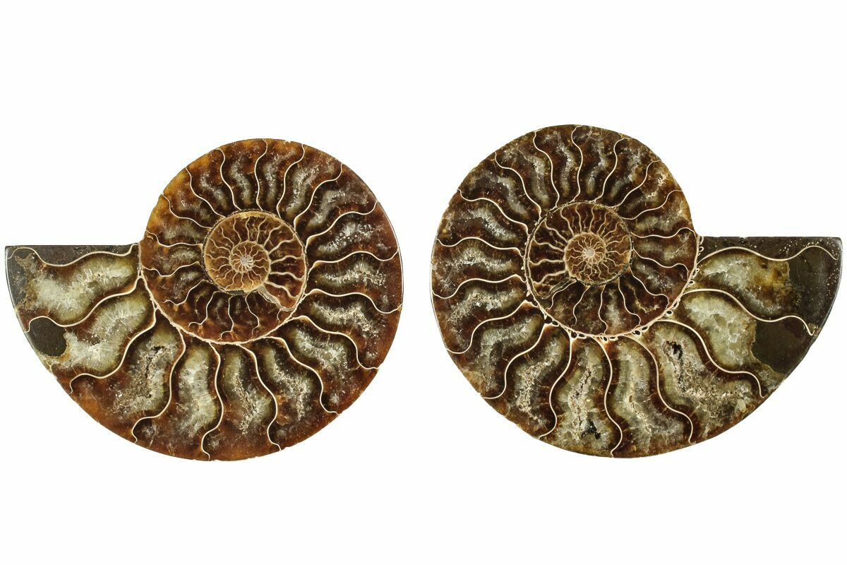 3.8" Cut & Polished, Agatized Ammonite Fossil - Madagascar (#206747) For Sale - FossilEra.com