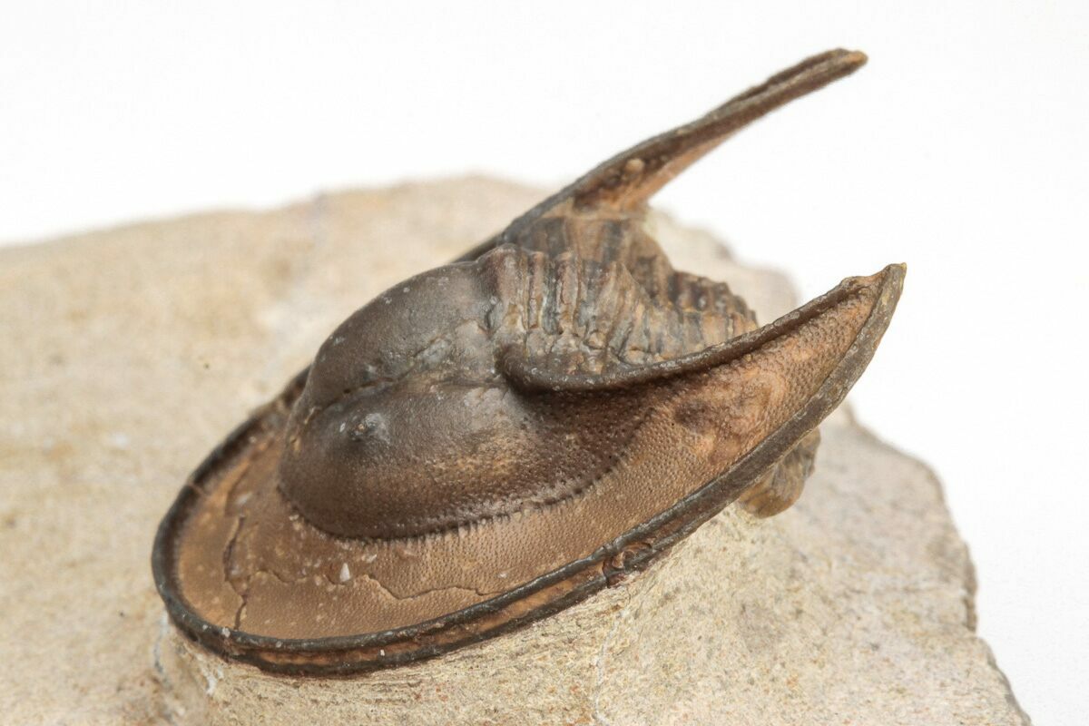1.05" New Type Of Harpes Trilobite - Ouzina, Morocco (#209663) For Sale ...