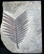 3.6" Jurassic Aged Cycad (Zamites) From France (#12953) For Sale ...