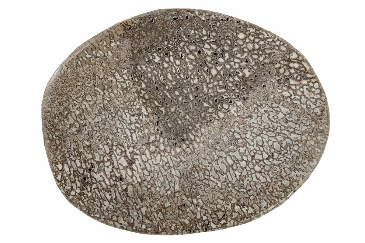 3.45" Pyritized, Polished Iguanodon Bone - Isle Of Wight (#210353) For ...