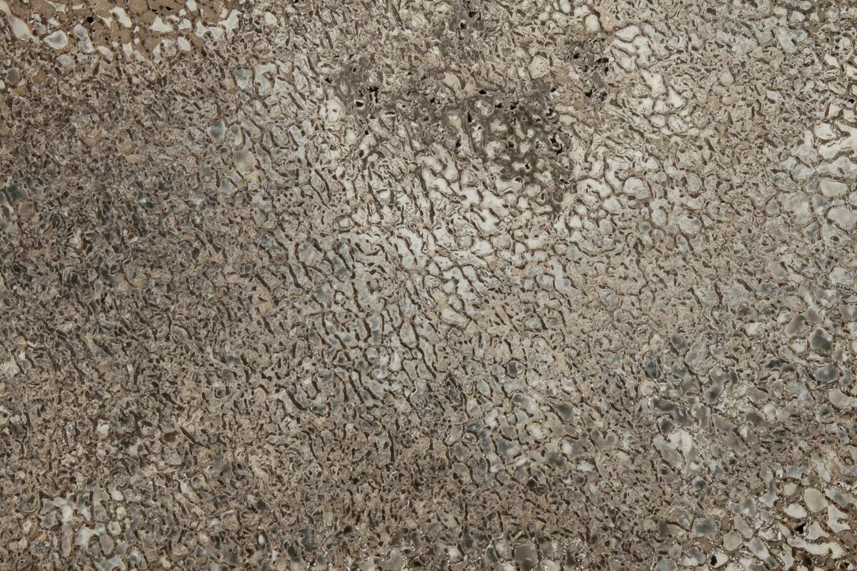 4.3" Pyritized, Polished Iguanodon Bone - Isle Of Wight (#210354) For ...