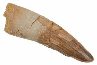 Real Spinosaurus Tooth Necklace - Dinosaur Tooth (#96072) For Sale ...