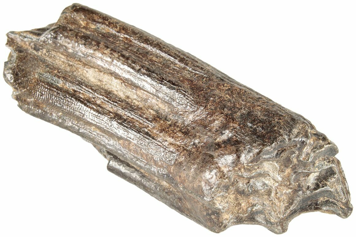 3" Pleistocene Aged Fossil Horse Tooth - South Carolina (#208493) For ...