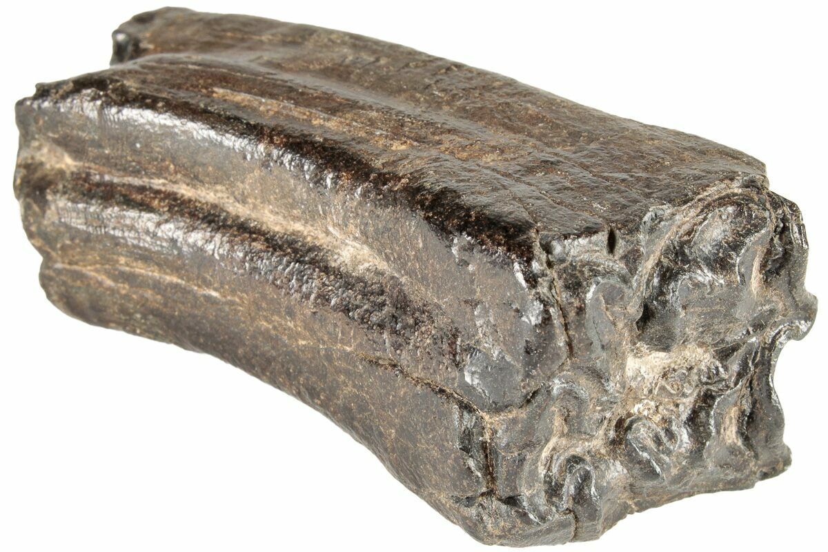 2.4" Pleistocene Aged Fossil Horse Tooth - South Carolina (#208502) For ...