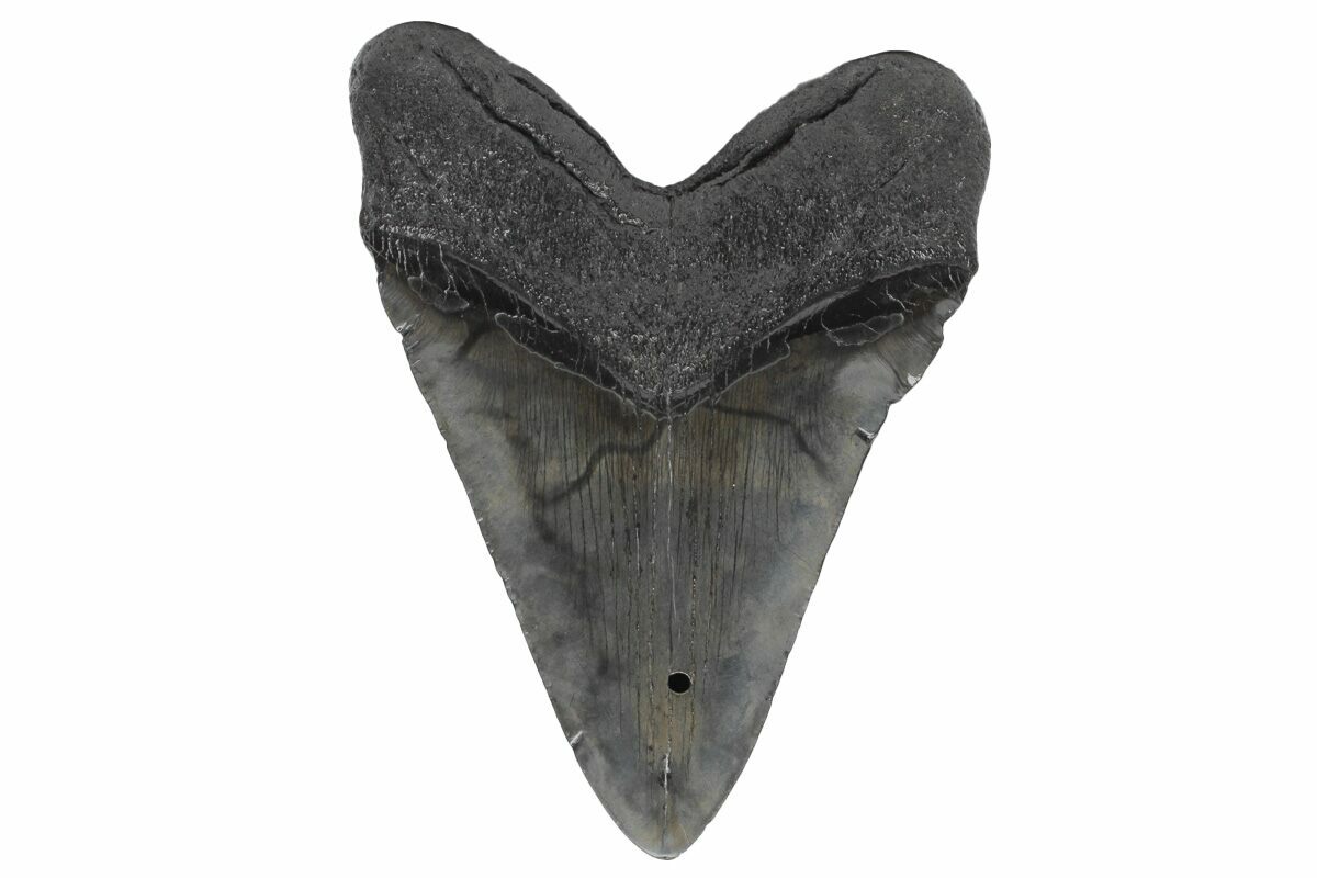 6.41" Fossil Megalodon Tooth - Massive Meg Tooth (#210736) For Sale ...