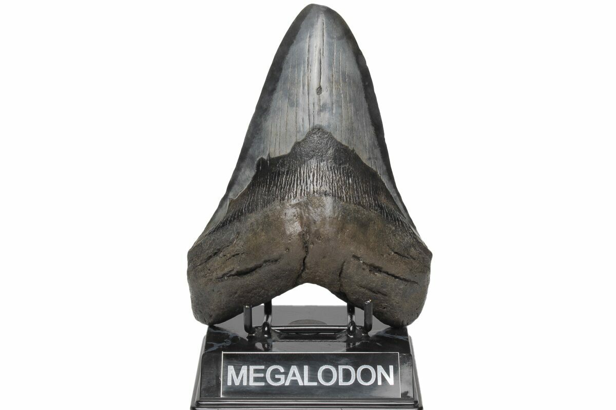6.03" Fossil Megalodon Tooth - Massive Meg Tooth (#210737) For Sale ...