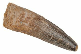 Real Spinosaurus Tooth Necklace - Dinosaur Tooth (#96072) For Sale ...