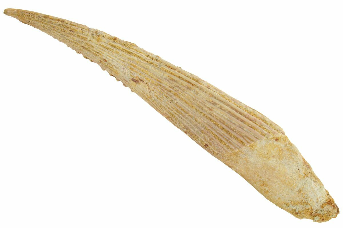 5.6" Fossil Shark (Hybodus) Dorsal Spine - Kem Kem Beds, Morocco ...