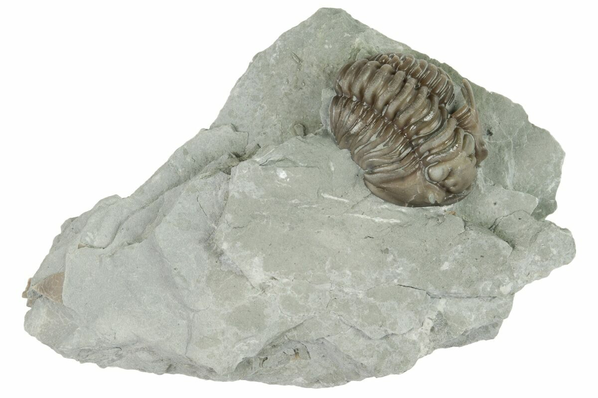 .8" Flexicalymene Trilobite - Ohio (#211567) For Sale - FossilEra.com