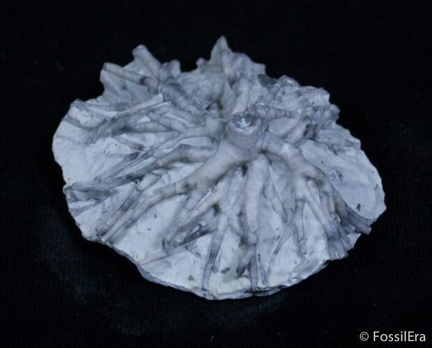 Crinoid Holdfast From Waldon Shale (#2211) For Sale - FossilEra.com