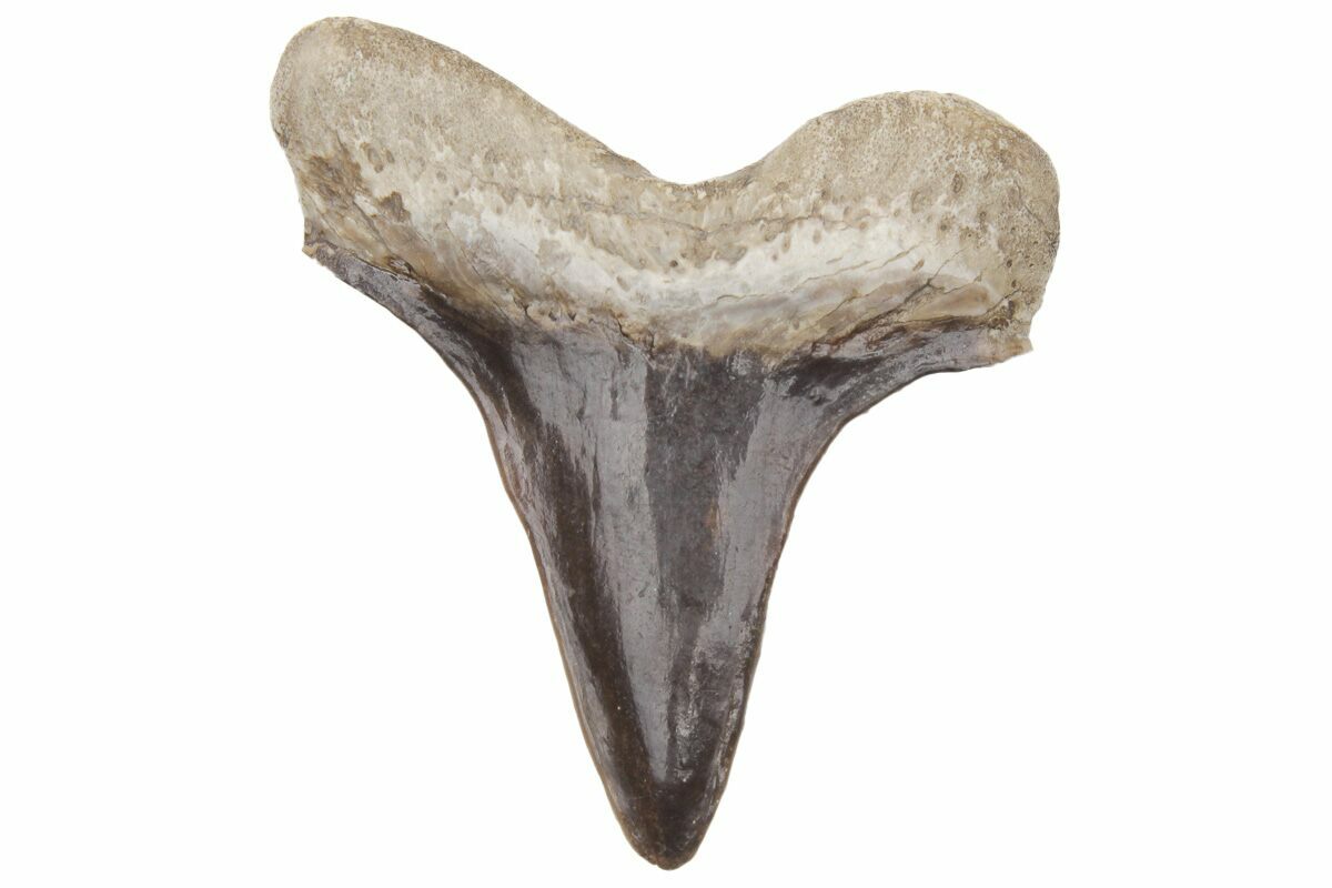 1.4" Cretaceous Ginsu Shark (Cretoxyrhina) Tooth - Kansas (#211745) For ...