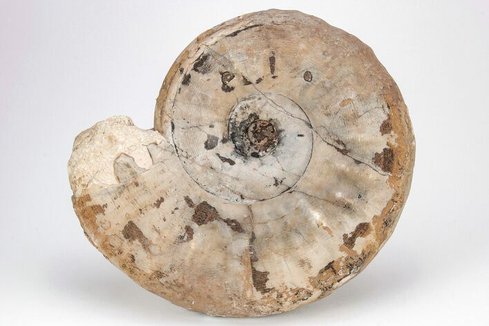 9" Triassic Ammonite (Flemingites) Fossil - Timor, Indonesia (#211931 ...