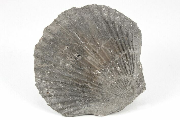 2.6" Jurassic Bivalve (Pseudopecten) Fossil - England (#211924) For ...