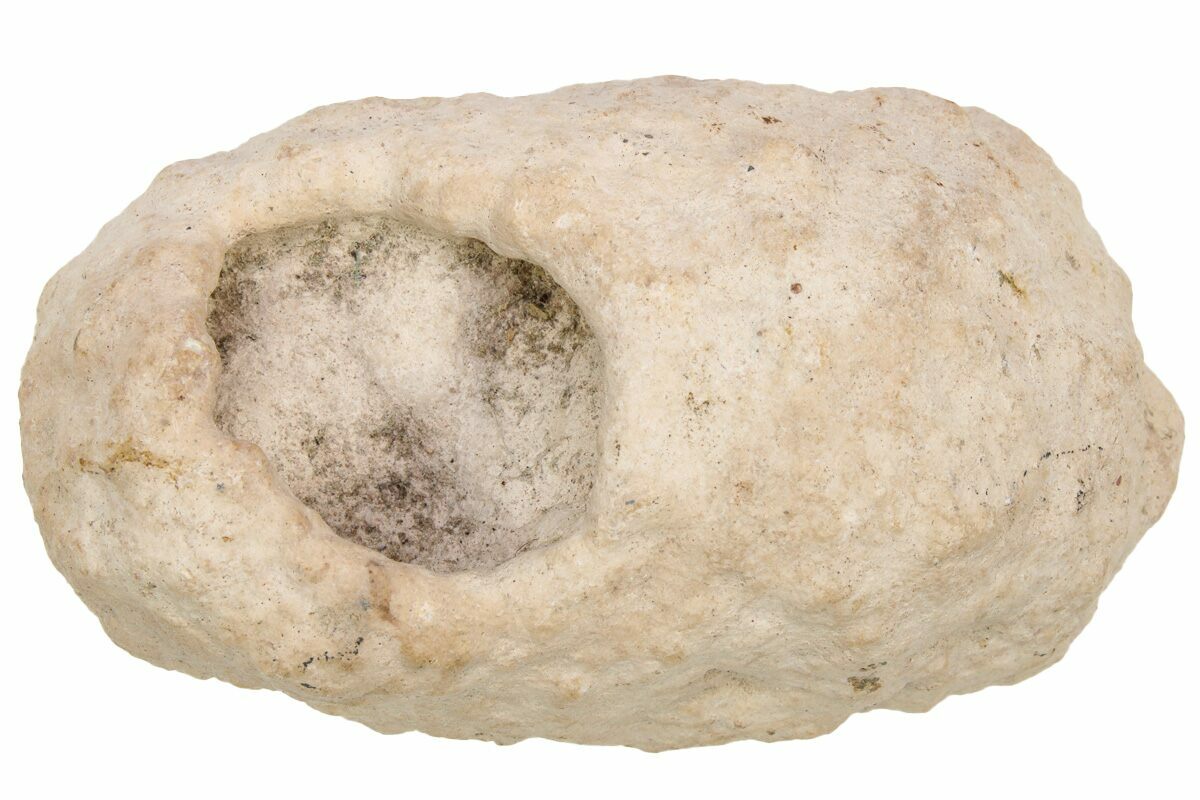 2.1" Fossil Weevil (Leptopius) Cocoon - Australia (#212110) For Sale ...