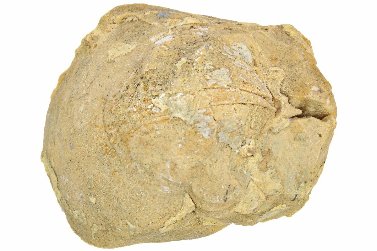 1.9" Silurian Brachiopod (Pentamerus) Fossil - Iowa (#212147) For Sale ...