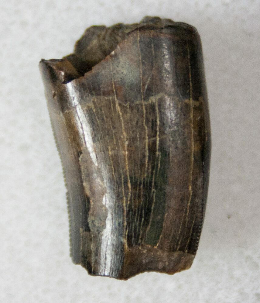 Bargain .68" Tyrannosaur Tooth - Hell Creek Formation (#13116) For Sale ...