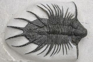 FossilEra - Fossils, Meteorites & Minerals For Sale - FossilEra.com