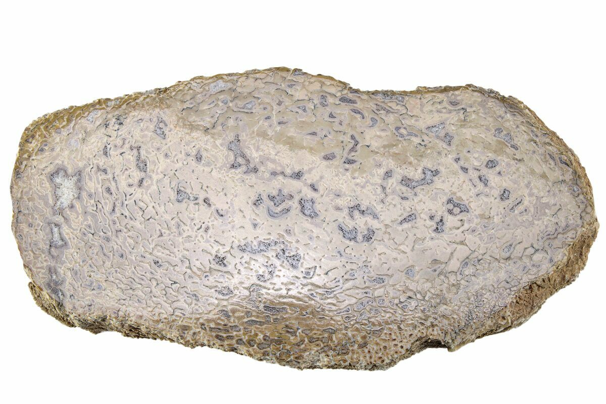 4.2" Polished Dinosaur Bone (Gembone) Slab - Morocco (#214040) For Sale ...