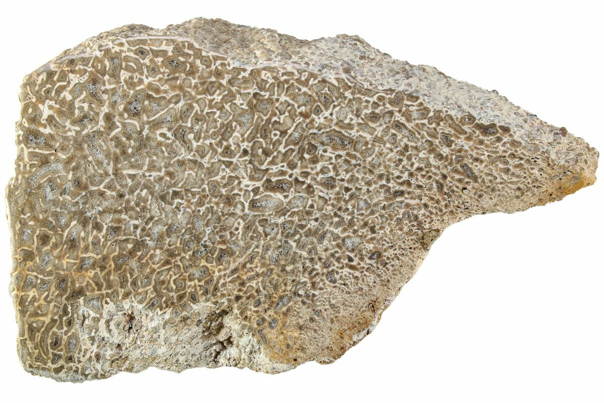 4.15" Polished Dinosaur Bone (Gembone) Slab - Morocco (#214028) For ...