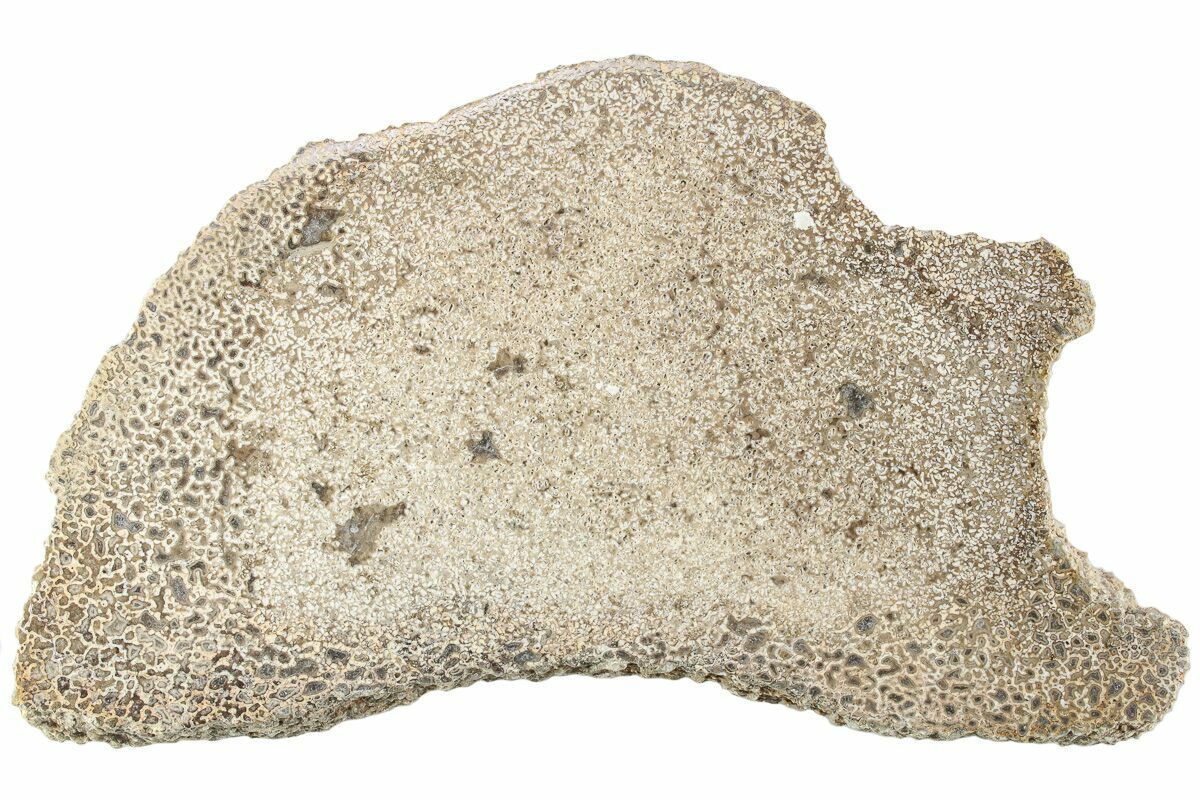 5.4" Polished Dinosaur Bone (Gembone) Slab - Morocco (#214038) For Sale ...