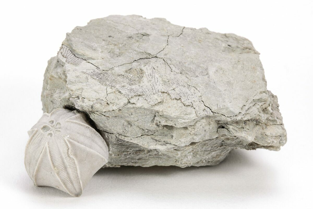 .6" Blastoid (Pentremites) Fossil - Illinois (#204679) For Sale ...