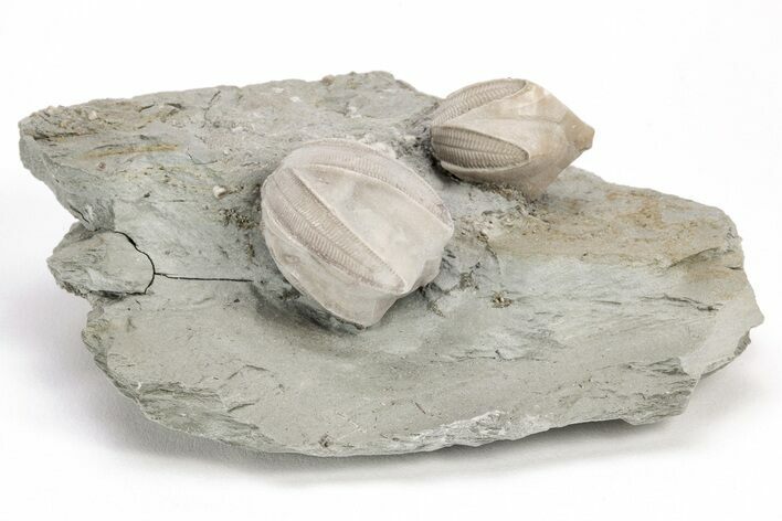 Two Blastoids (Pentremites) On Shale - Illinois (#205140) For Sale ...