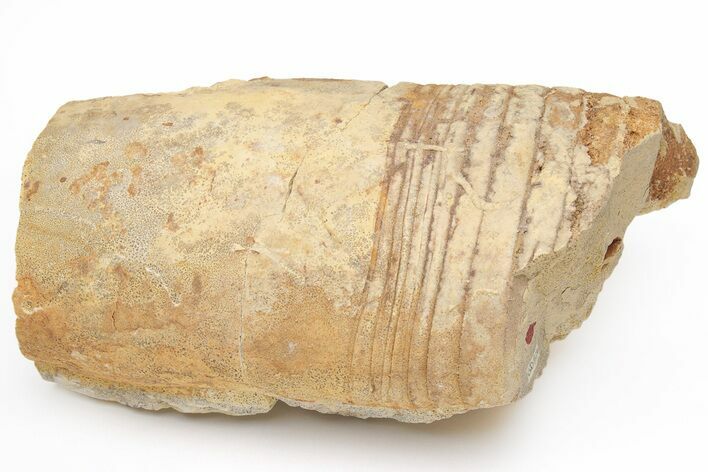 6.7" Ordovician Cephalopod (Actinoceras) Fossil - Wisconsin (#214258 ...