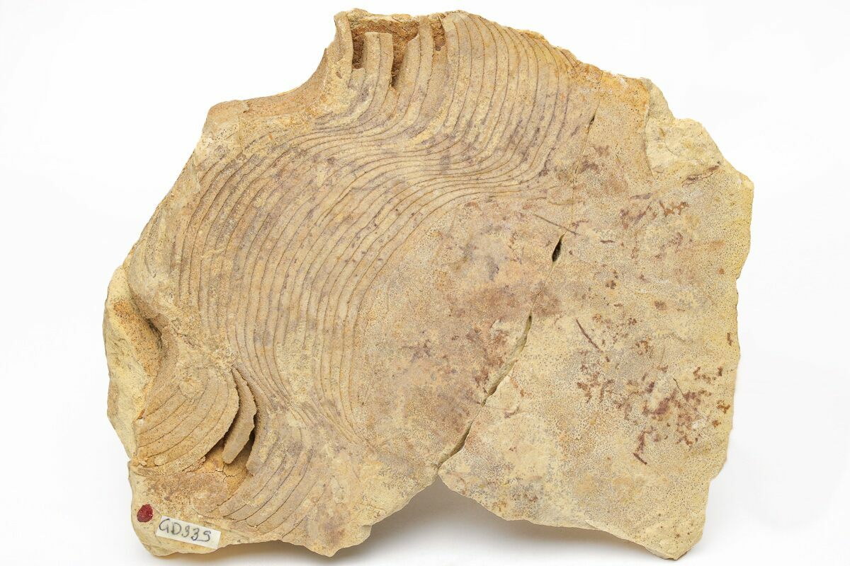 5.35" Ordovician Cephalopod (Gonioceras) Section - Wisconsin (#214261 ...