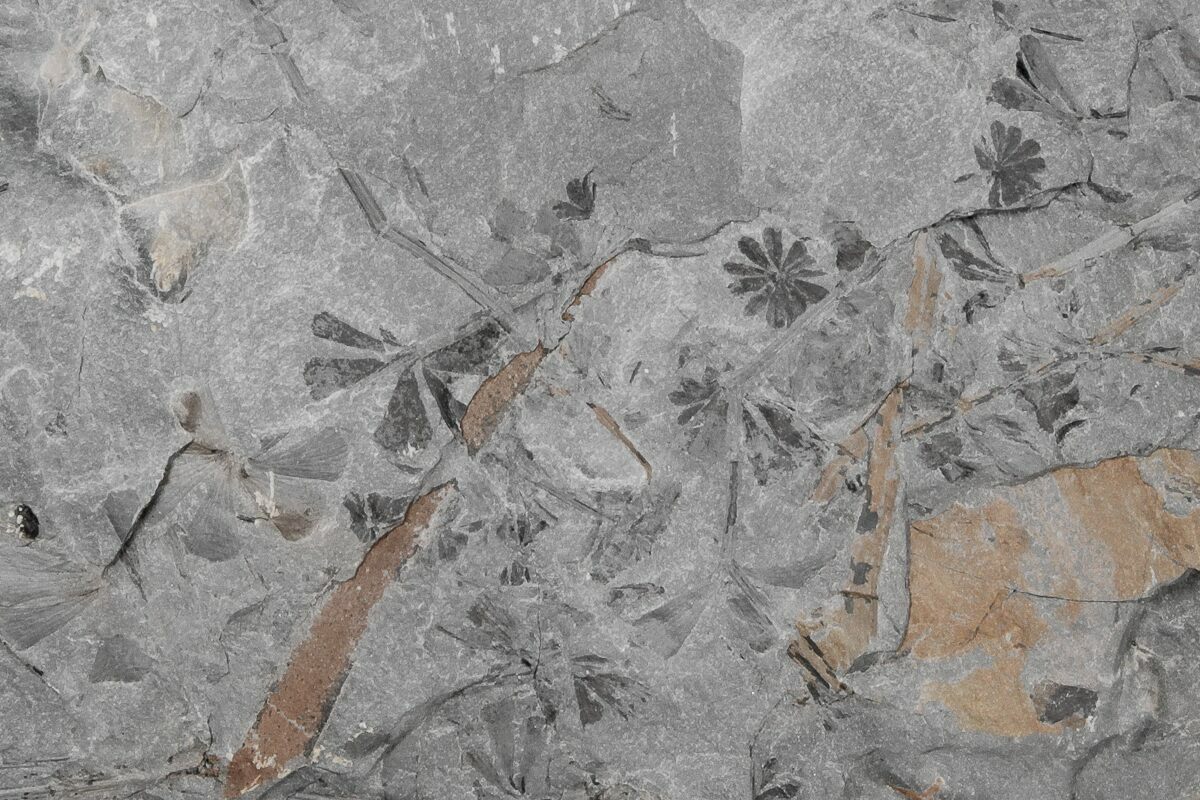 7.9" Pennsylvanian Fossil Horsetail (Sphenophyllum) Plate - Kentucky ...