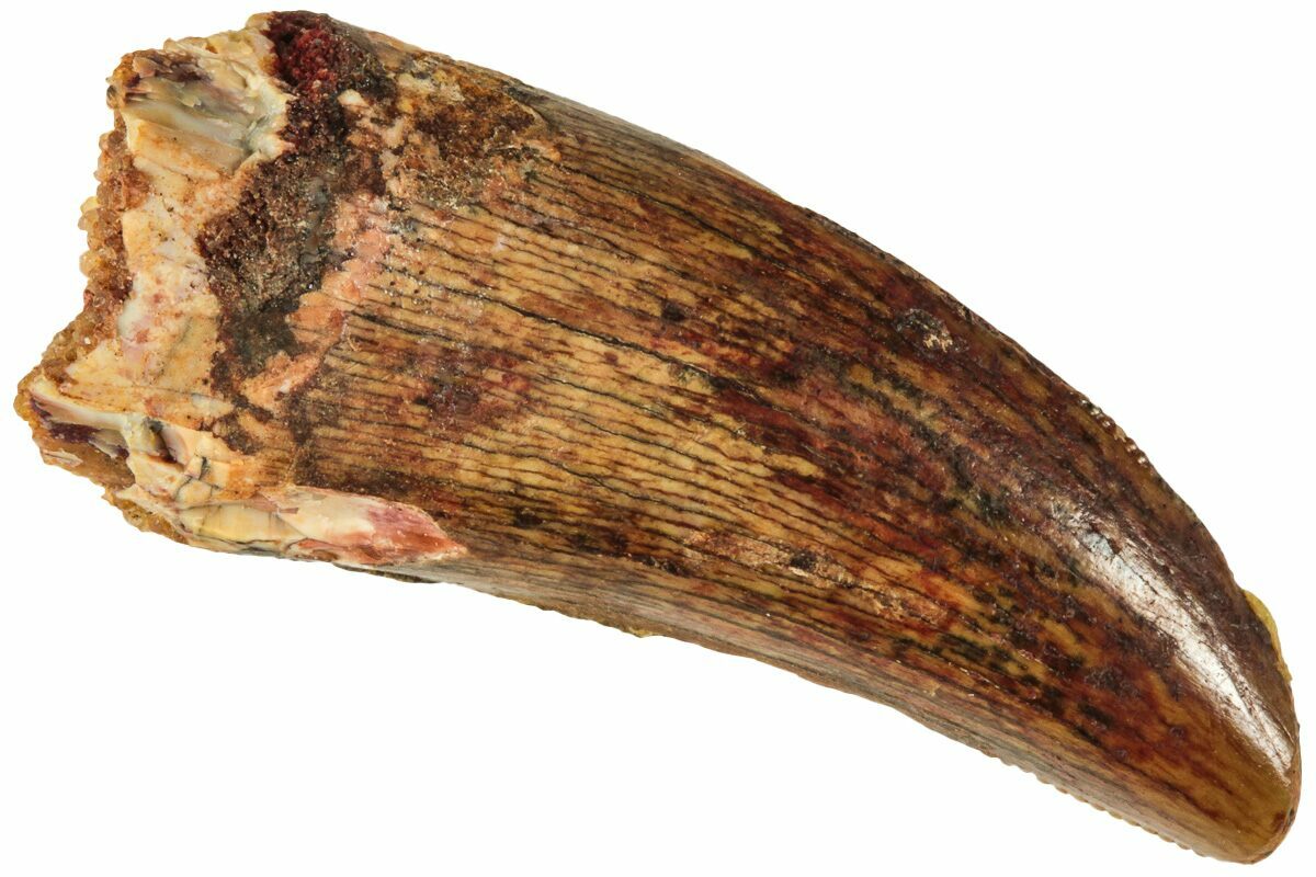 Serrated, 1.32" Juvenile Carcharodontosaurus Tooth (#214410) For Sale ...