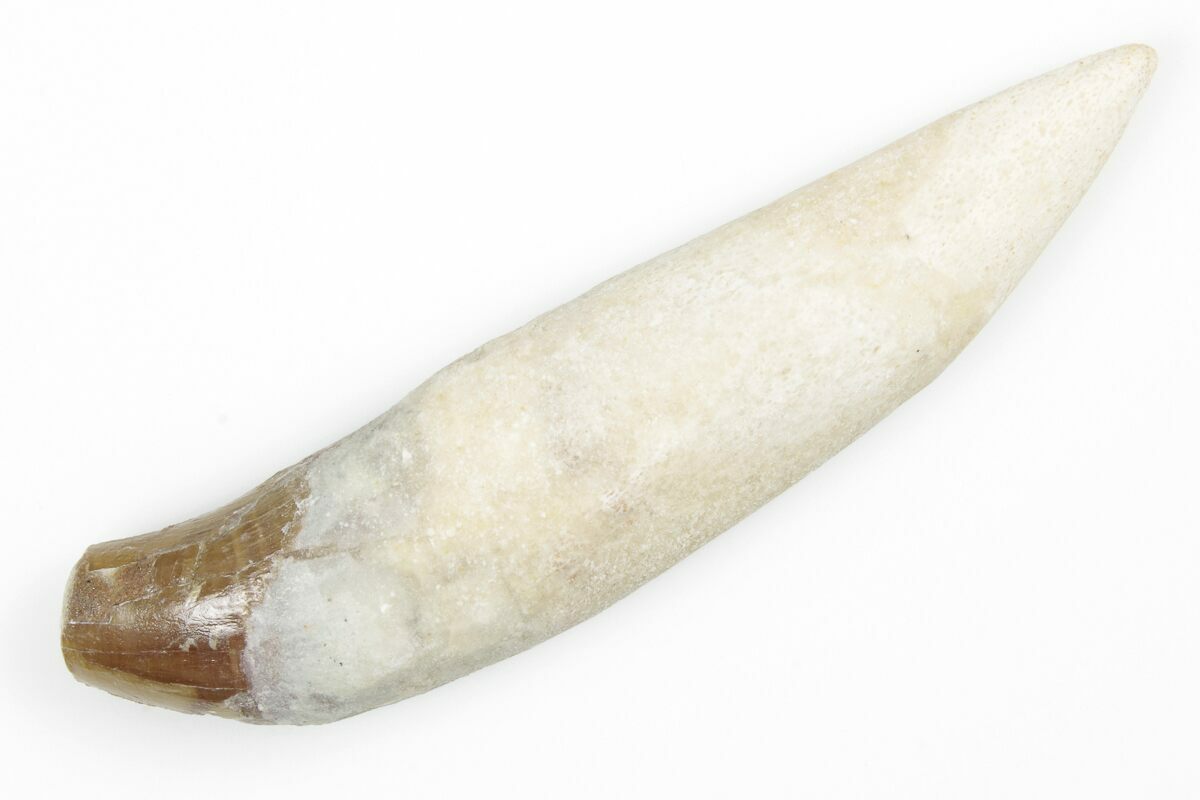 3" Fossil Primitive Whale (Basilosaur) Tooth - Restored Root (#215089 ...